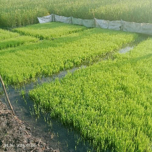 Harga Saham DEWA - Darma Henwa Tbk Hari Ini - Ajaib